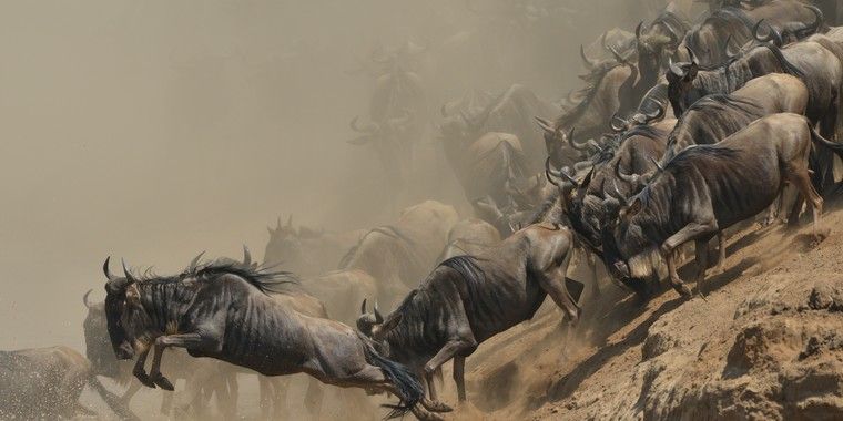 Join the Wildlife Photo Contest 2017 and win Canon EOS 77D - VIEWBUG.com